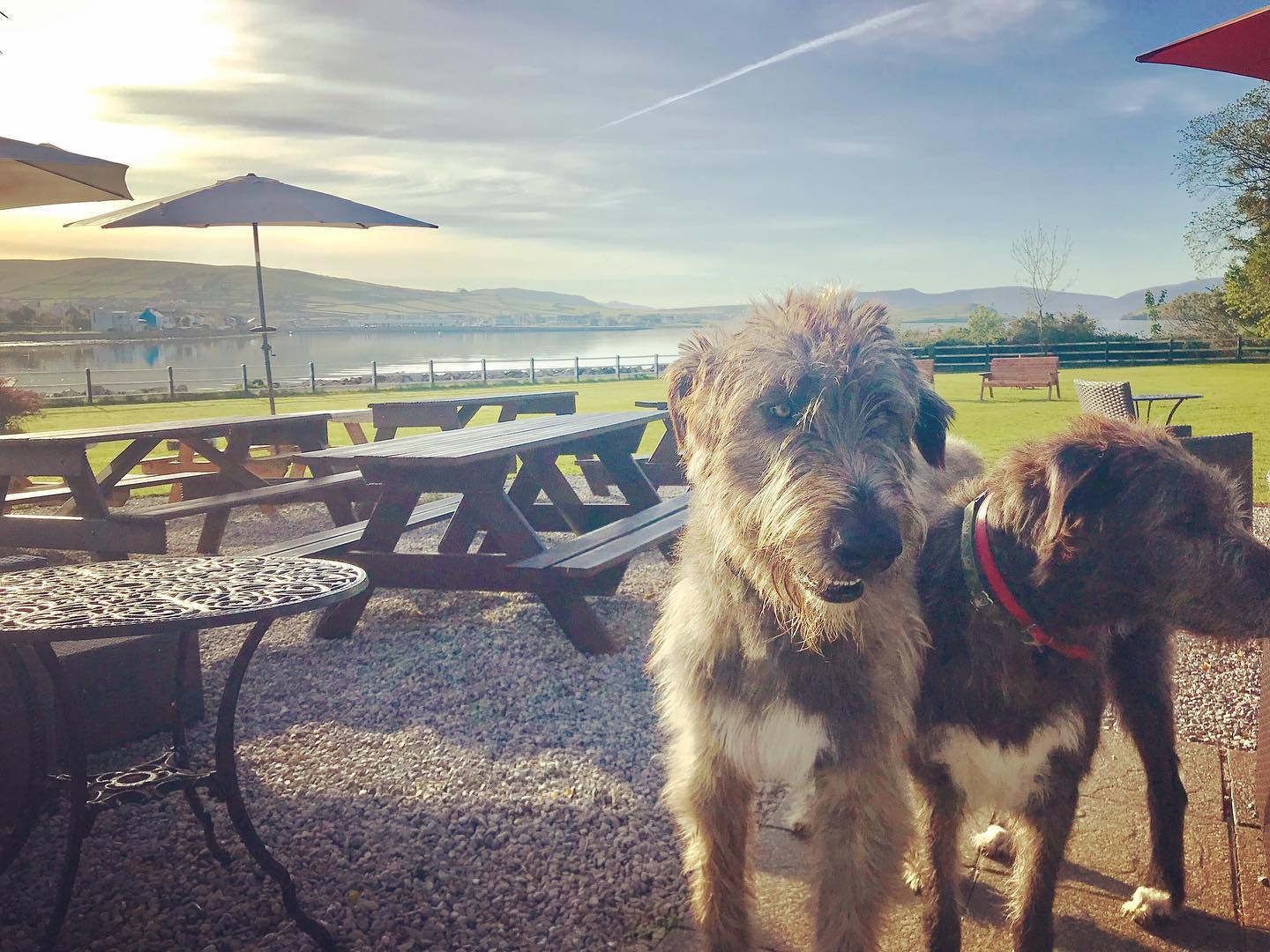 Native Irish Animals - Essential Tours