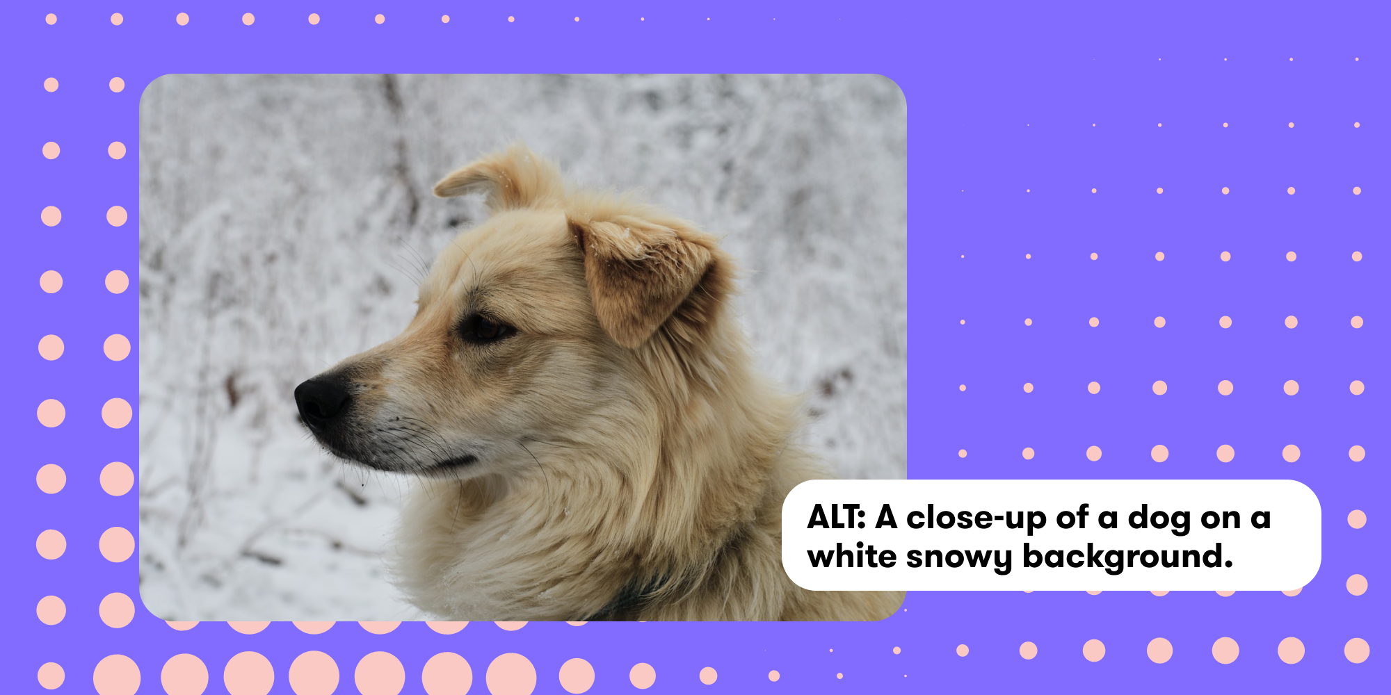 How to add Alt Text to LinkedIn?