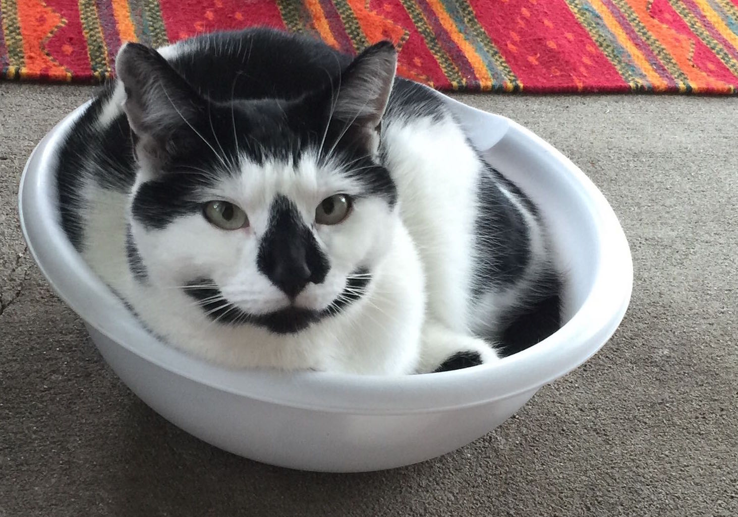 Recent Posts | Happy Jack Cats, Inc.