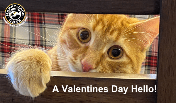 Personalized Ecards | Happy Jack Cats