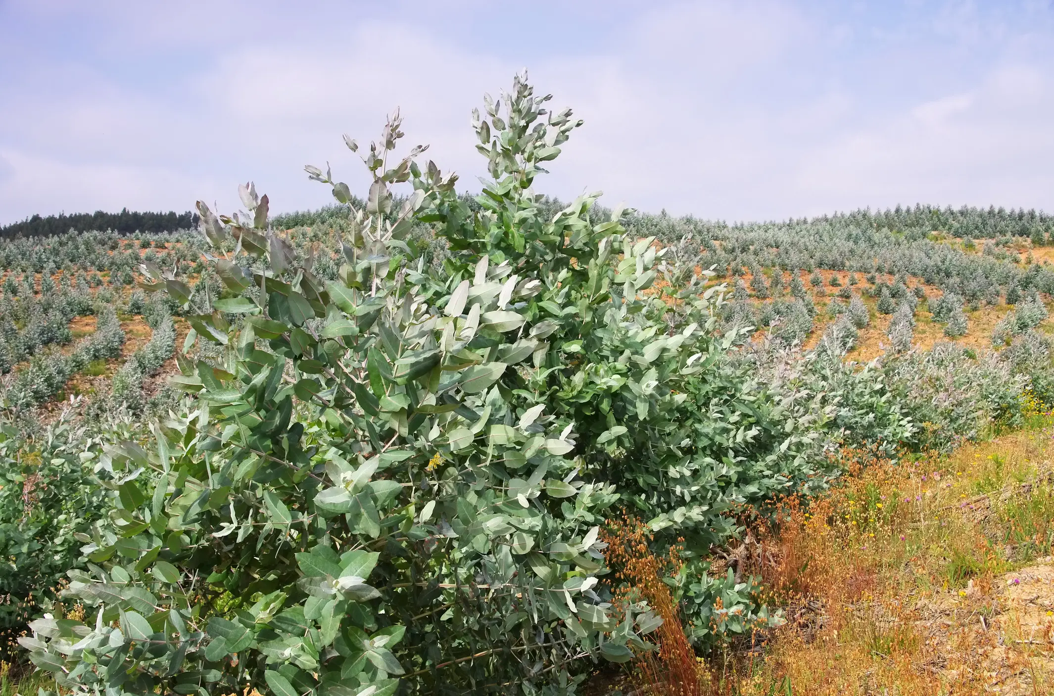 SeeTree | Make the most of every tree