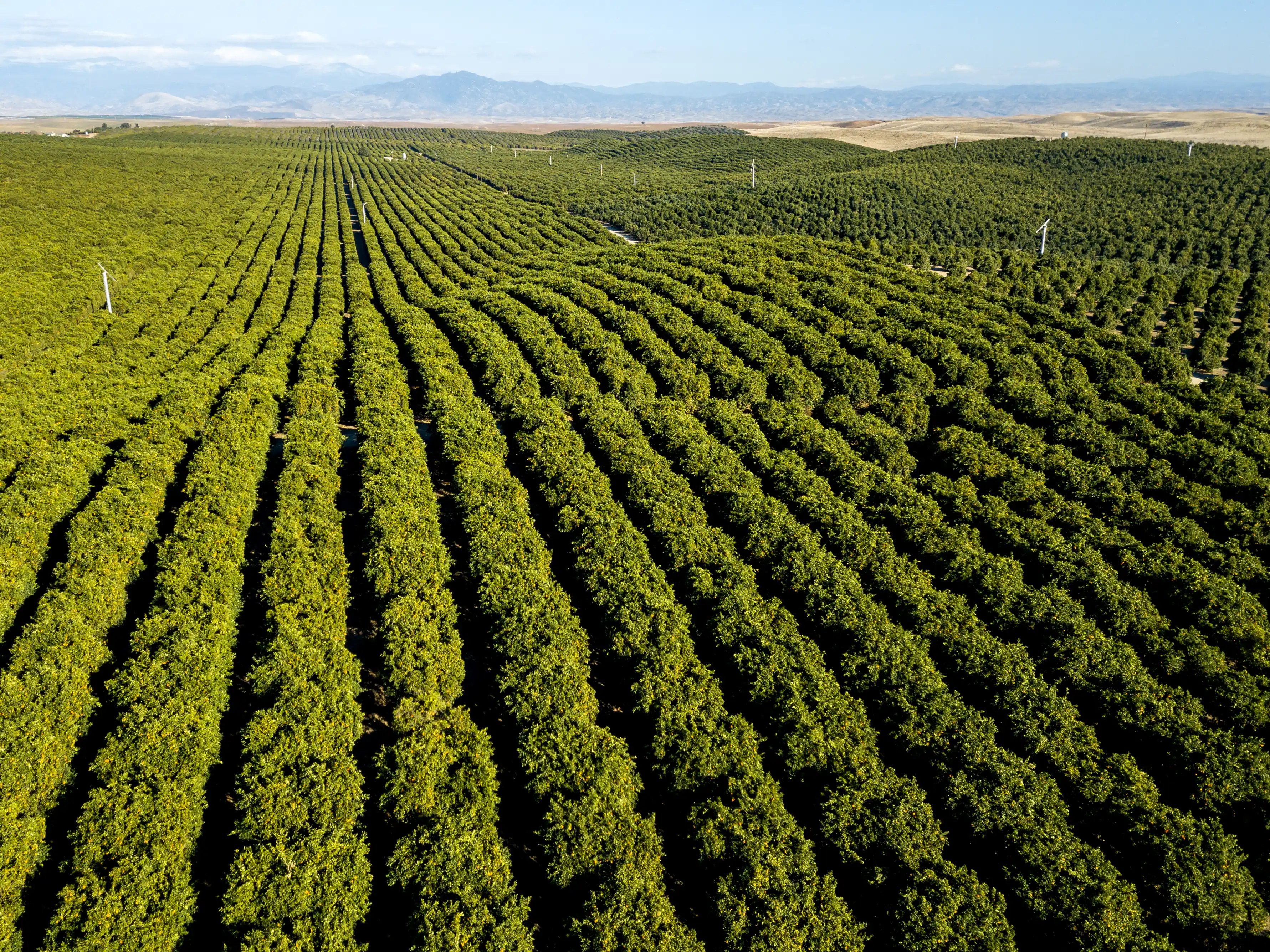 SeeTree | Make the most of every tree