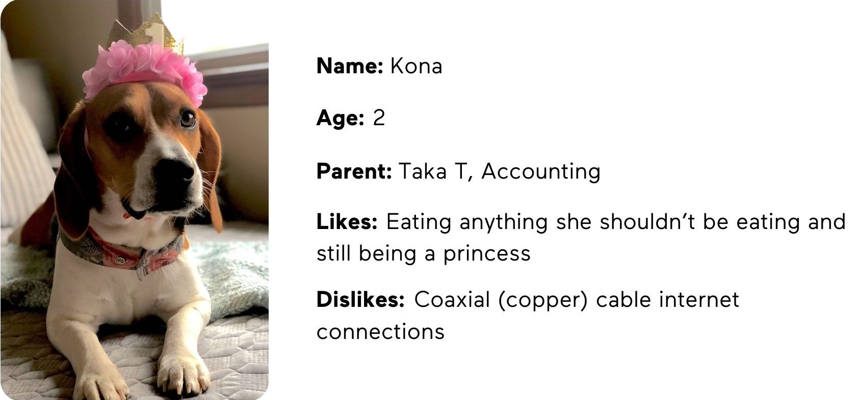 Meet the Pets of Pilot | Pilot Fiber