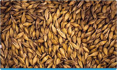 Loading Spout Handling Dry Distillers' Grain with Solubles (DDGS) | Vortex