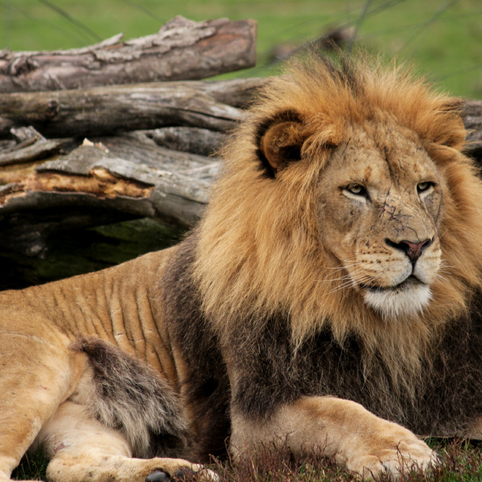 "Sir Ivaine and the Lion | King Arthur" | Snoozecast: Stories for Sleep