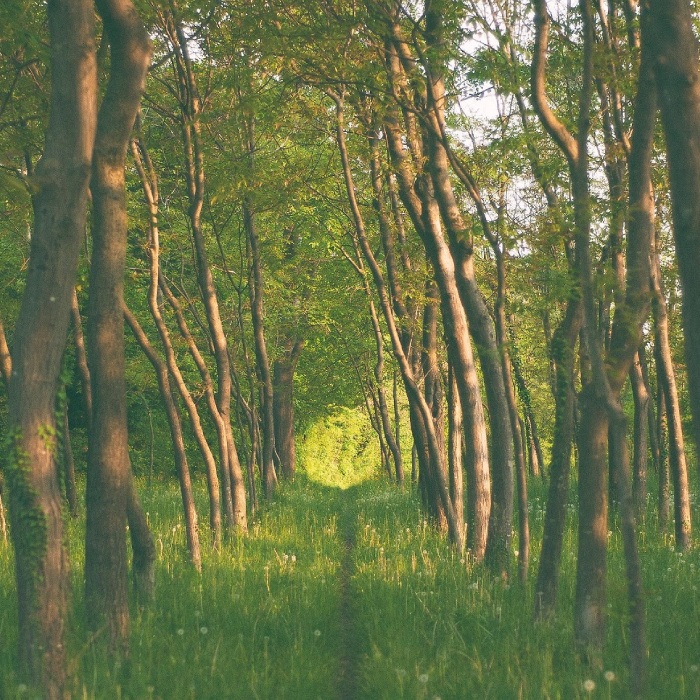 "Peter Pan pt. 17 Finale" | Snoozecast: Stories for Sleep