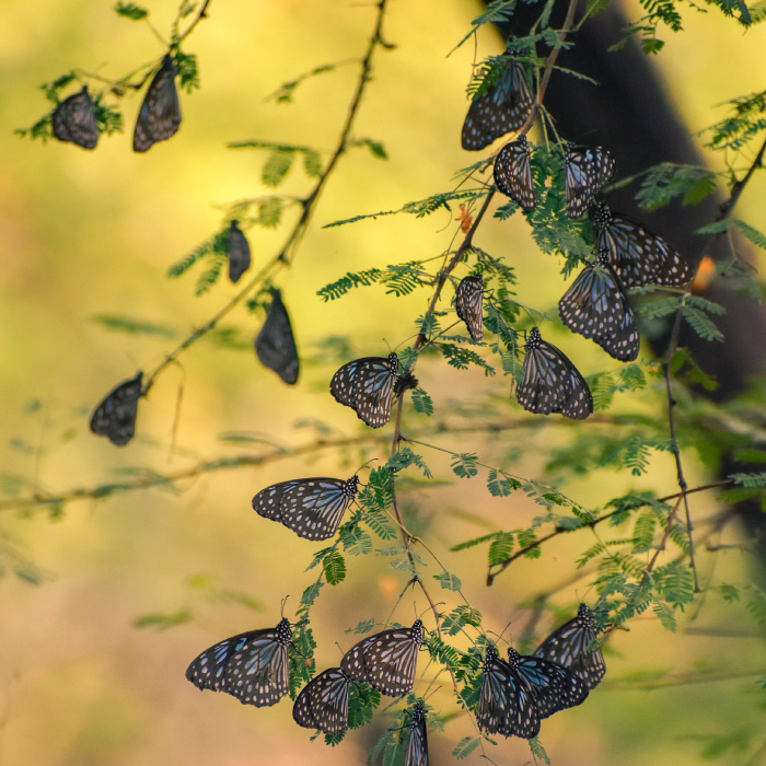 "Sleep and Poetry | Keats" | Snoozecast: Stories for Sleep