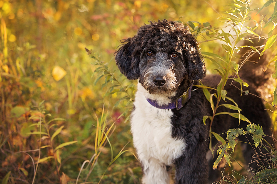 Labrador Retriever Mélange De Bouvier Australien