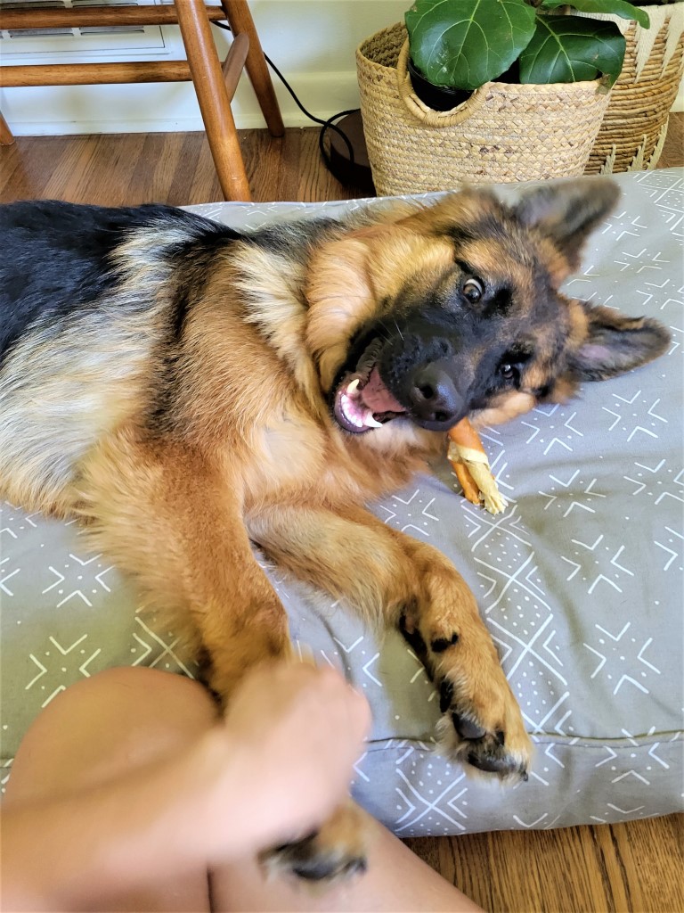 Rover Dog Walking Review: Is It The Best Side Gig? - A Way Abroad