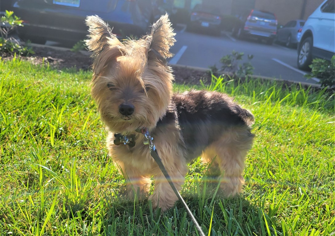 Rover Dog Walking Review: Is It The Best Side Gig? - A Way Abroad