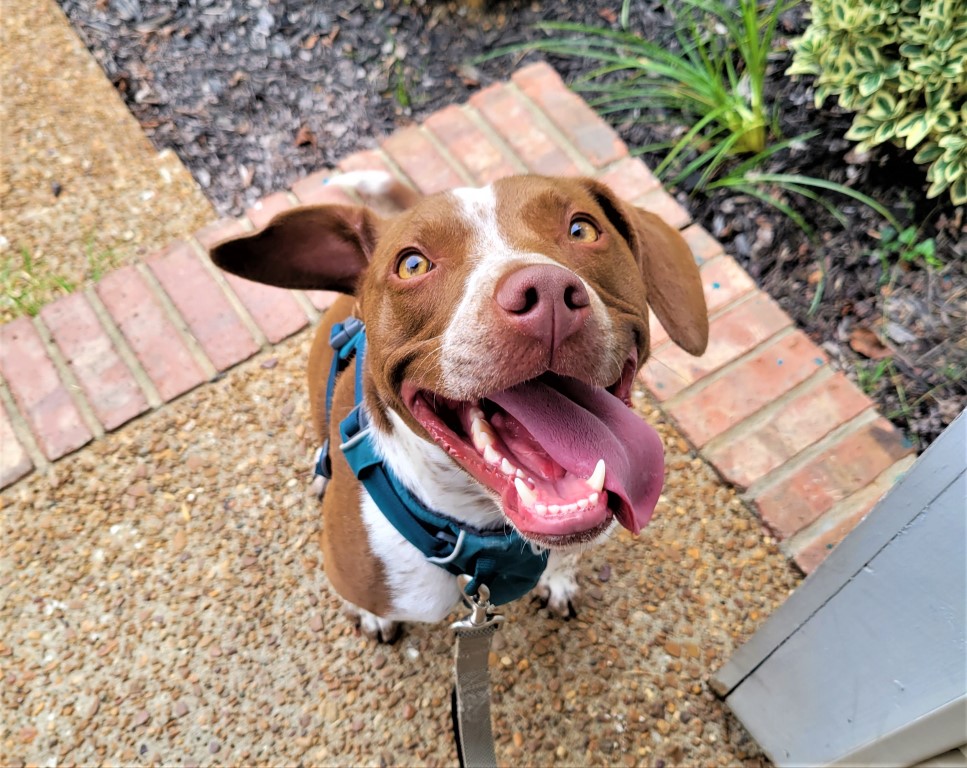 Rover Dog Walking Review: Is It The Best Side Gig? - A Way Abroad