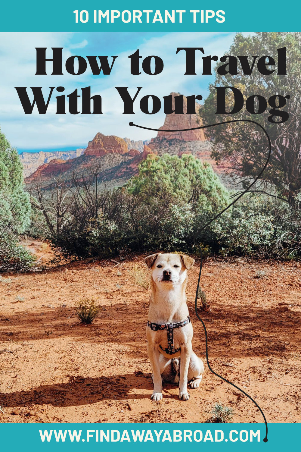 10 Tips to Traveling With Your Dog as a Serial Expat - A Way Abroad