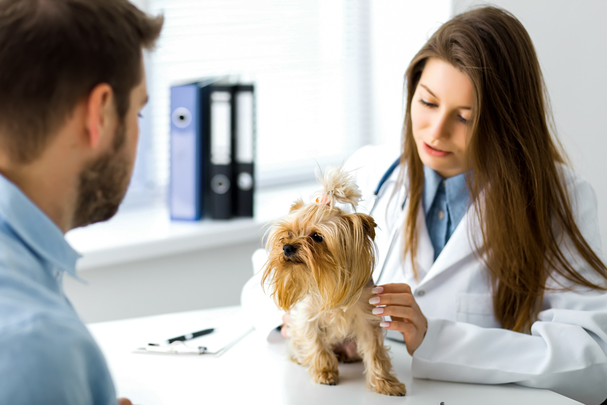 Glebe Veterinary Hospital | Vet Listing