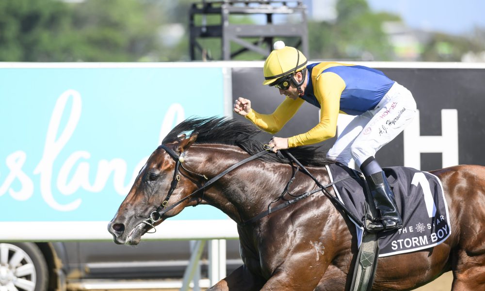 Storm Boy Stallion Deal | Clarke Bloodstock