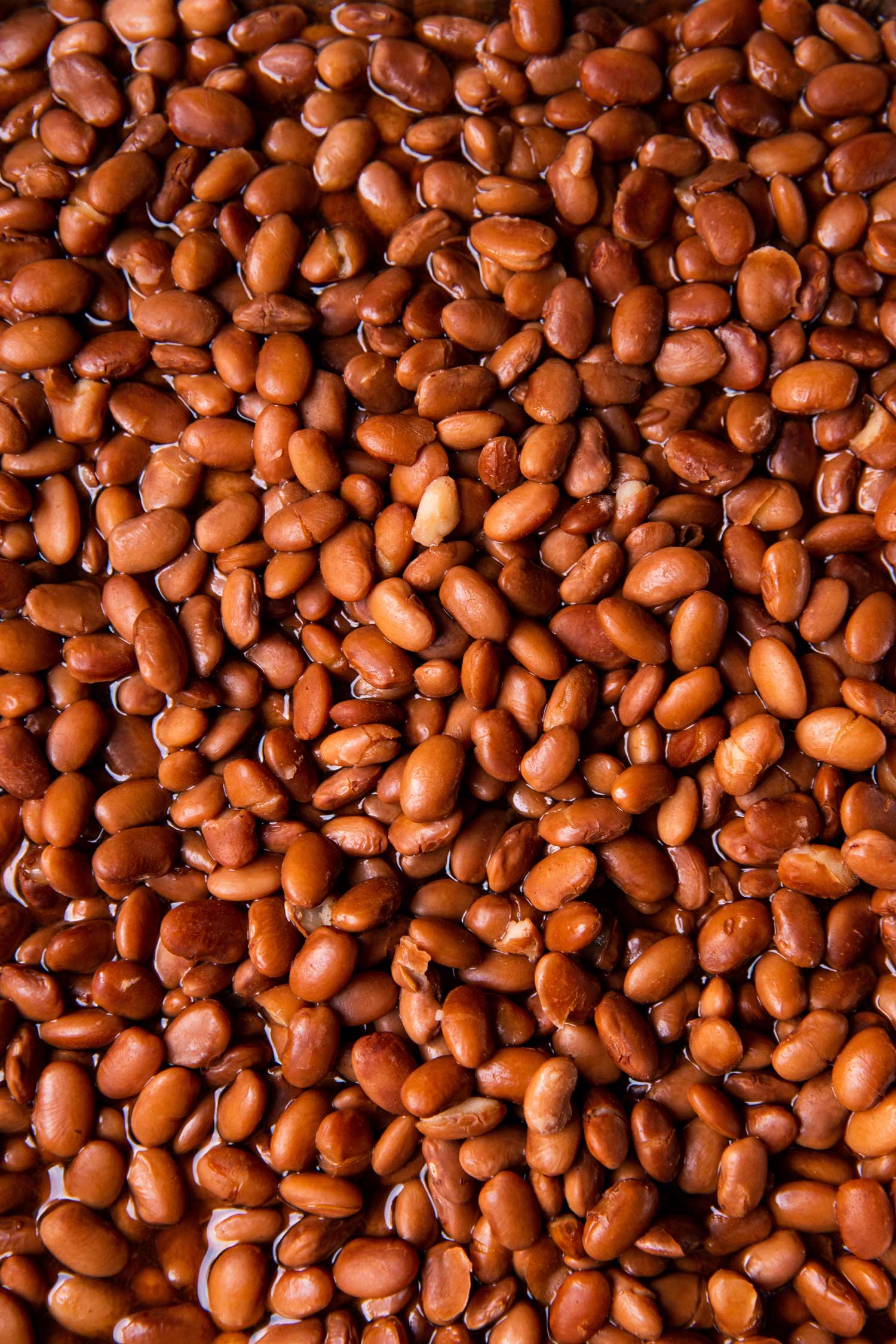 My Name is Beans | Tamara Anna Pawlak | Obervations of the Dark and Absurd