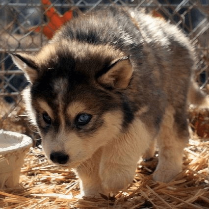 Team ★ Beyond All Reason RTS