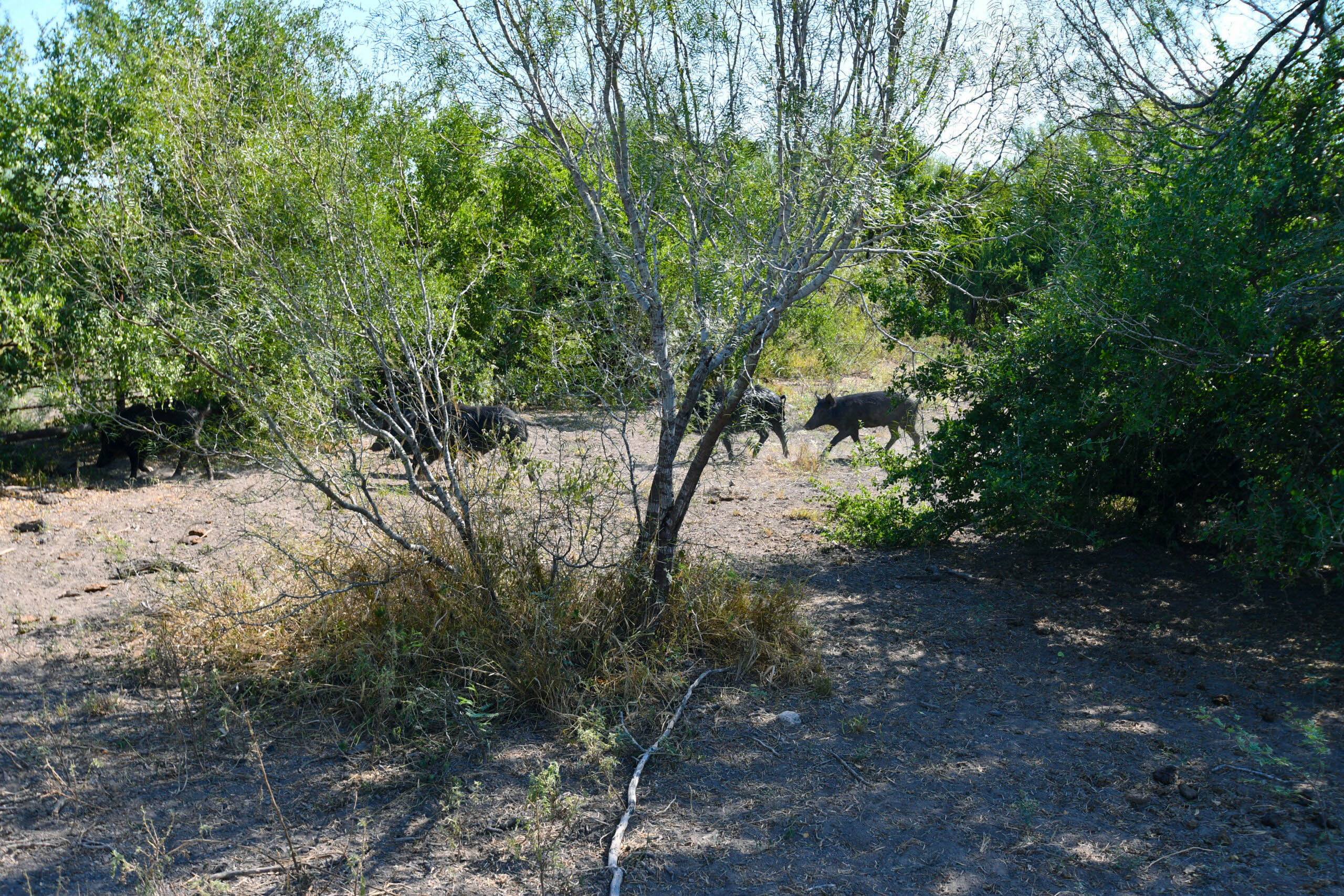 South Texas Hunting & Ranch Land, Soledad Creek-Freer