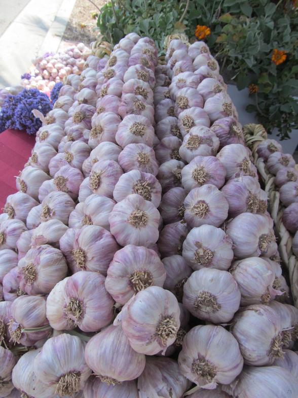 Spring Organic Gourmet Garlic - Allicins Ranch