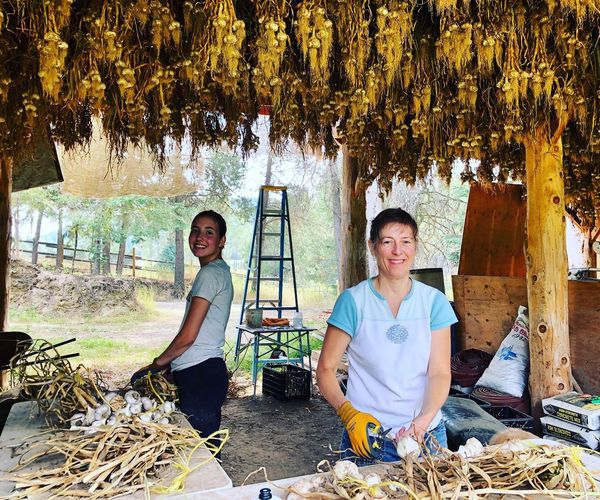 Clipping the garlic 🧄 so we can begin shipping it out to you ...