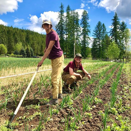 Welcome to the team!! | Allicins Ranch Organic Gourmet Garlic