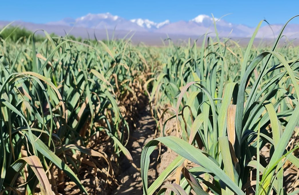 Winter Garlic from Argentina has arrived | Allicins Ranch Organic ...