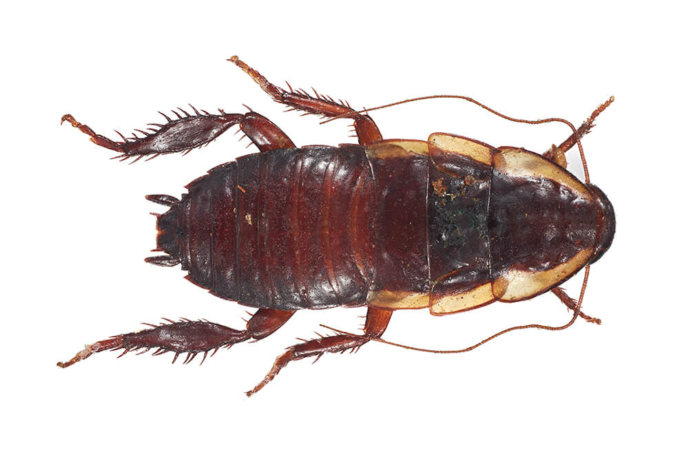 Cockroach NZ | How to get rid of Cockroaches | JAE