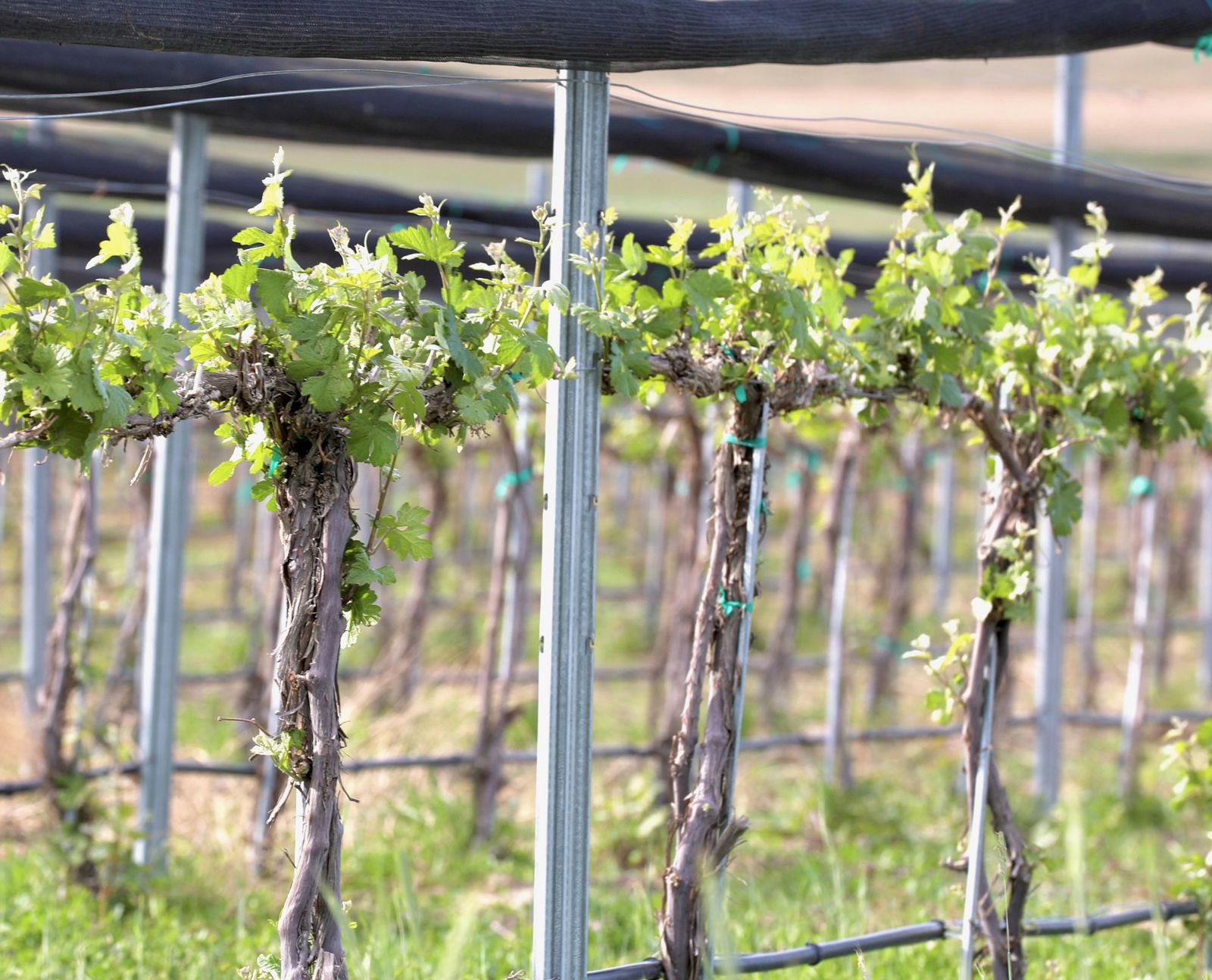 Yoder Farm | Dalhart Real Estate | Dalhart, TX