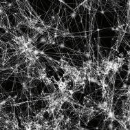 The Network behind the cosmic web