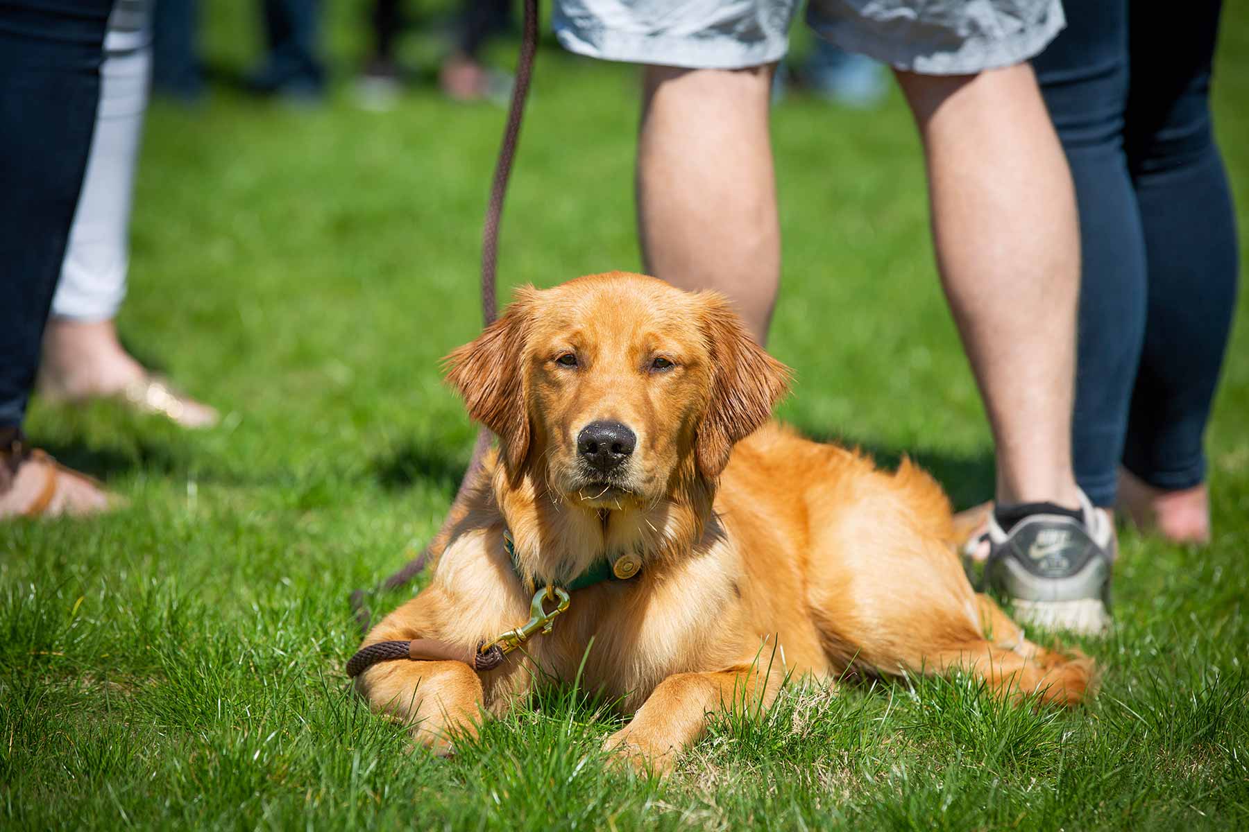 Visit Lake City, SC - Festivals & Events: Dog Daze