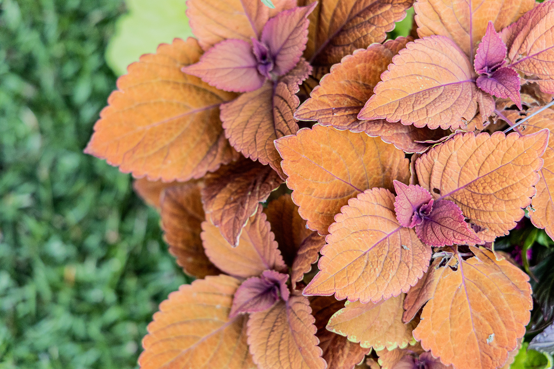 Visit Lake City, SC - Festivals & Events: Moore Farms Mini Plant Sale