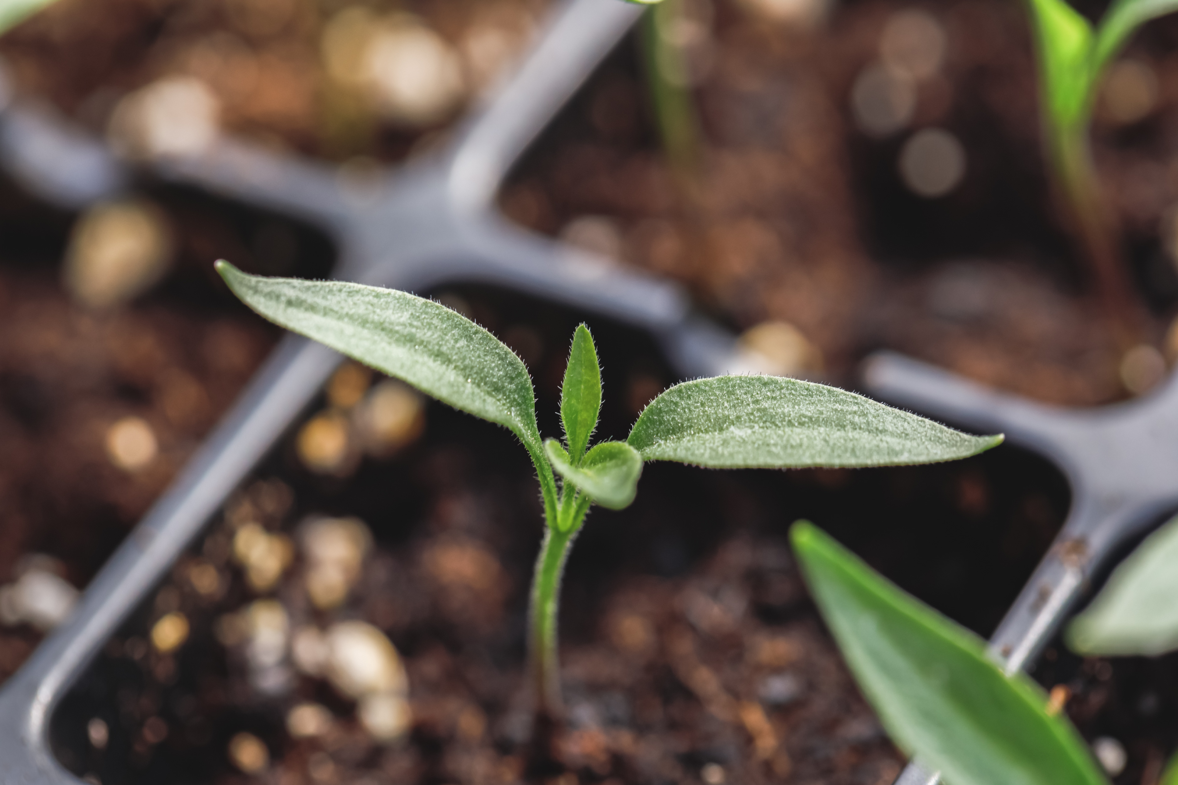 Visit Lake City, SC - Festivals & Events: Seed Starting Class