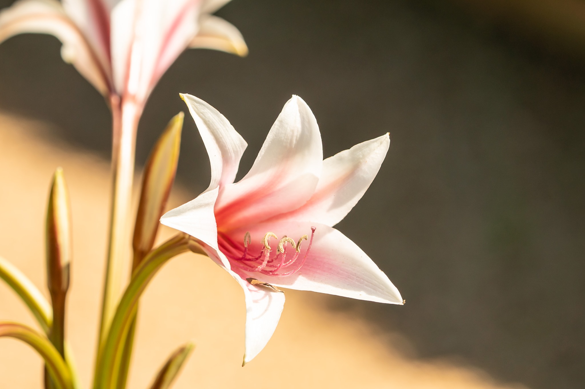 Visit Lake City, SC - Festivals & Events: Class: Plant Identification ...