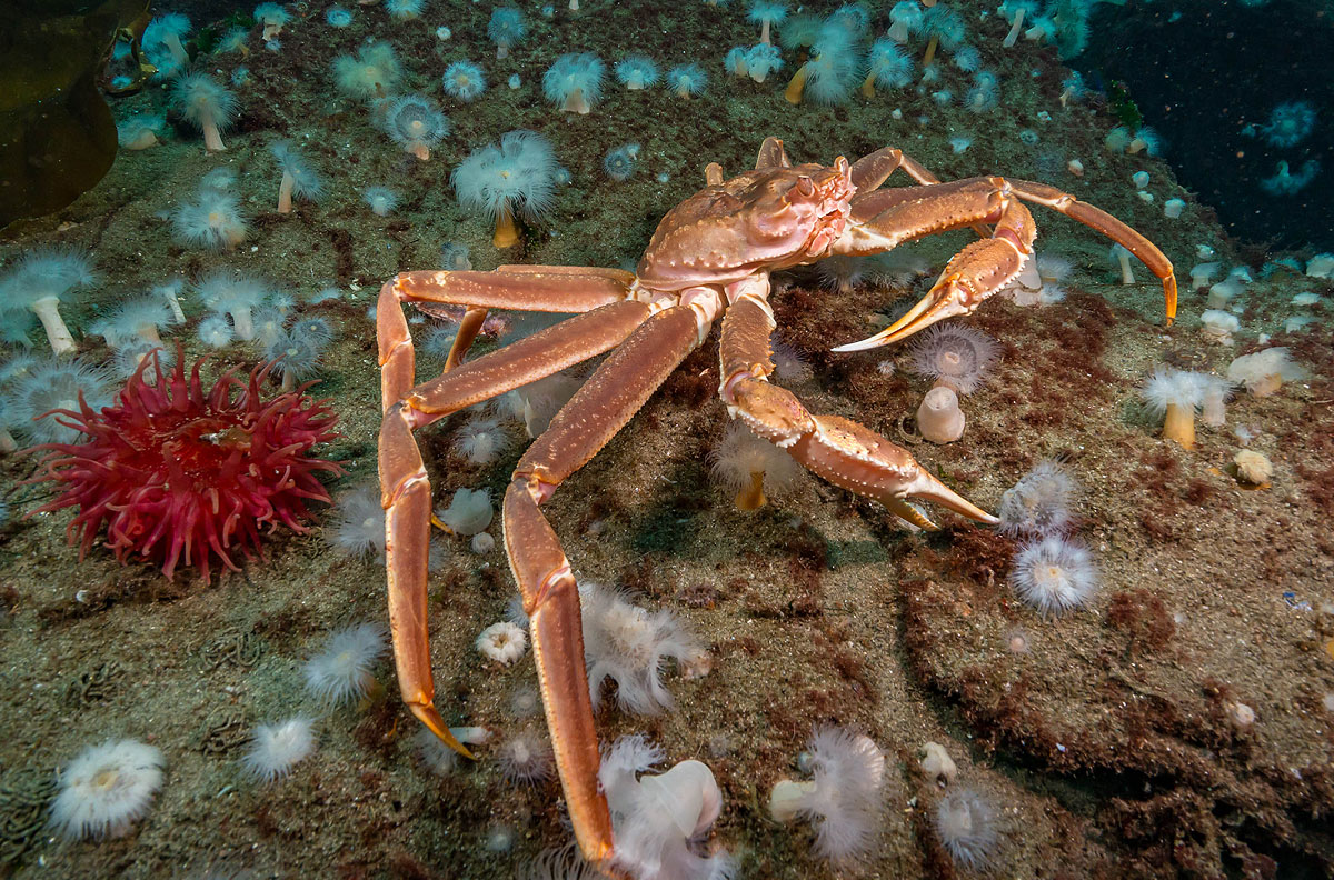 Norwegens Krebstiere