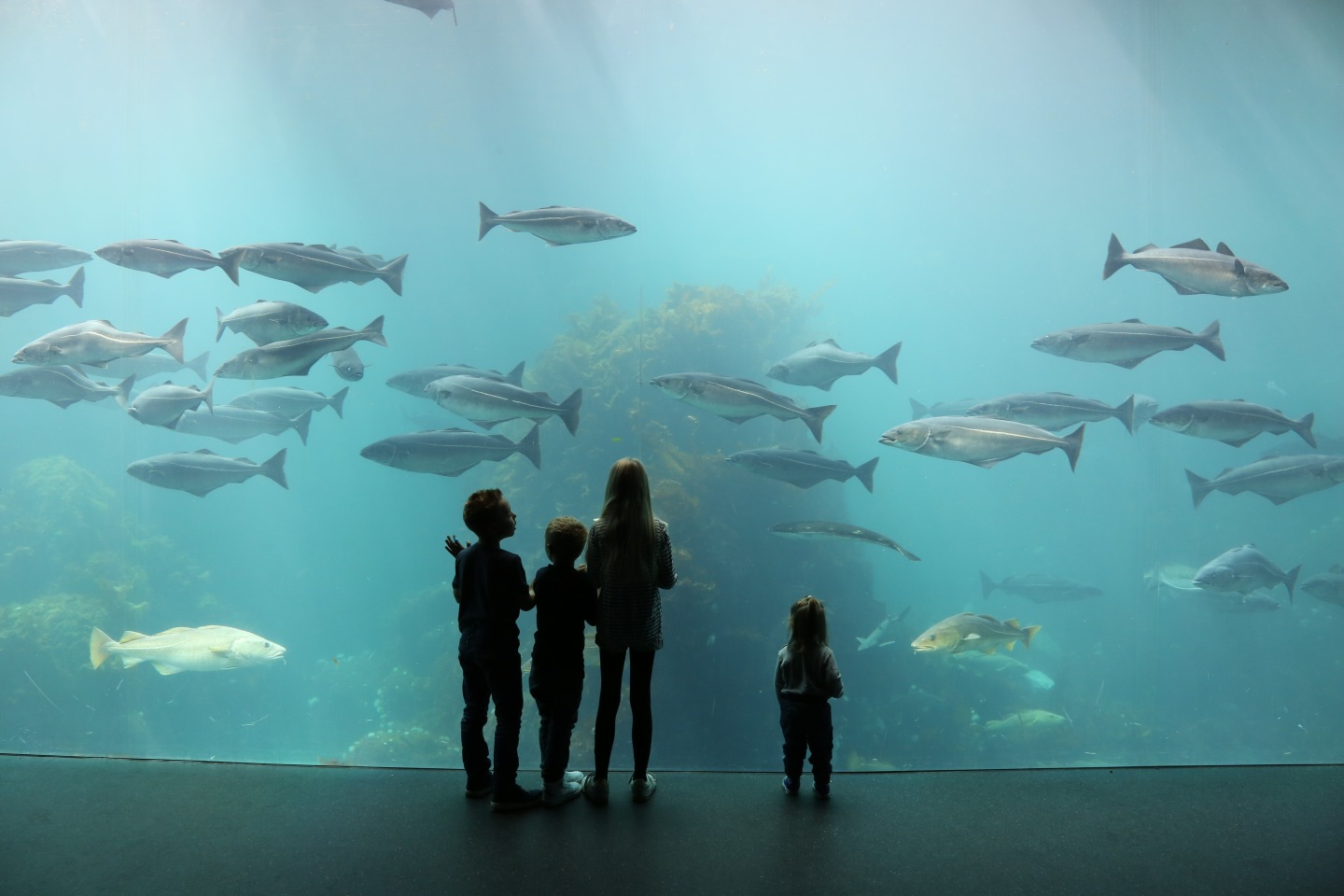 Foring av fisker i den store Atlanterhavstanken