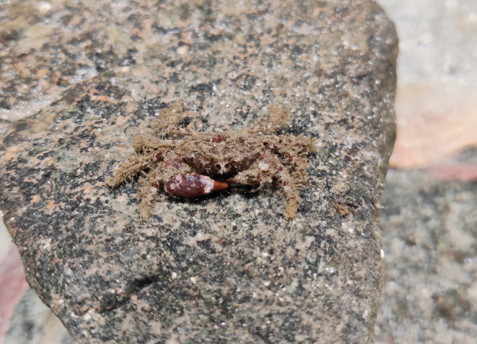 Atlanterhavsparken artsdatabase: Hårkrabbe