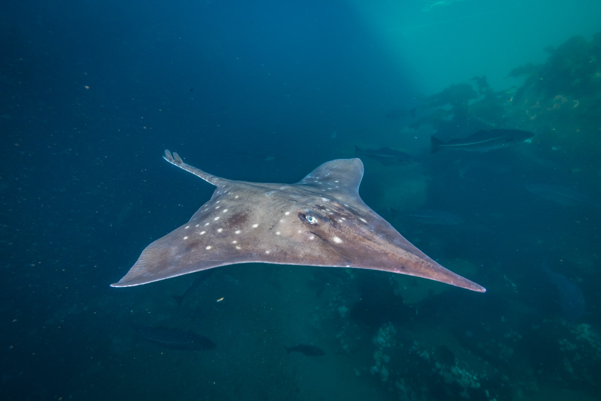 Atlanterhavsparken artsdatabase: Neptunsnegl