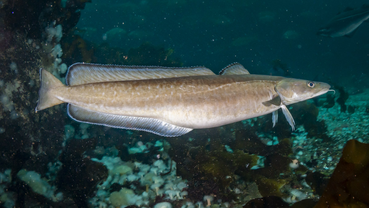 Atlanterhavsparken artsdatabase: Hummer med to sakseklør