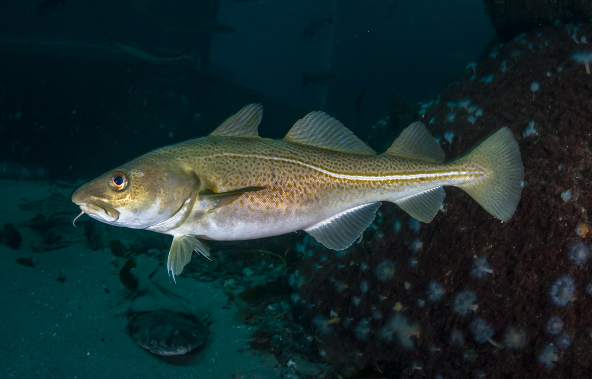 Atlanterhavsparken artsdatabase: Torsk