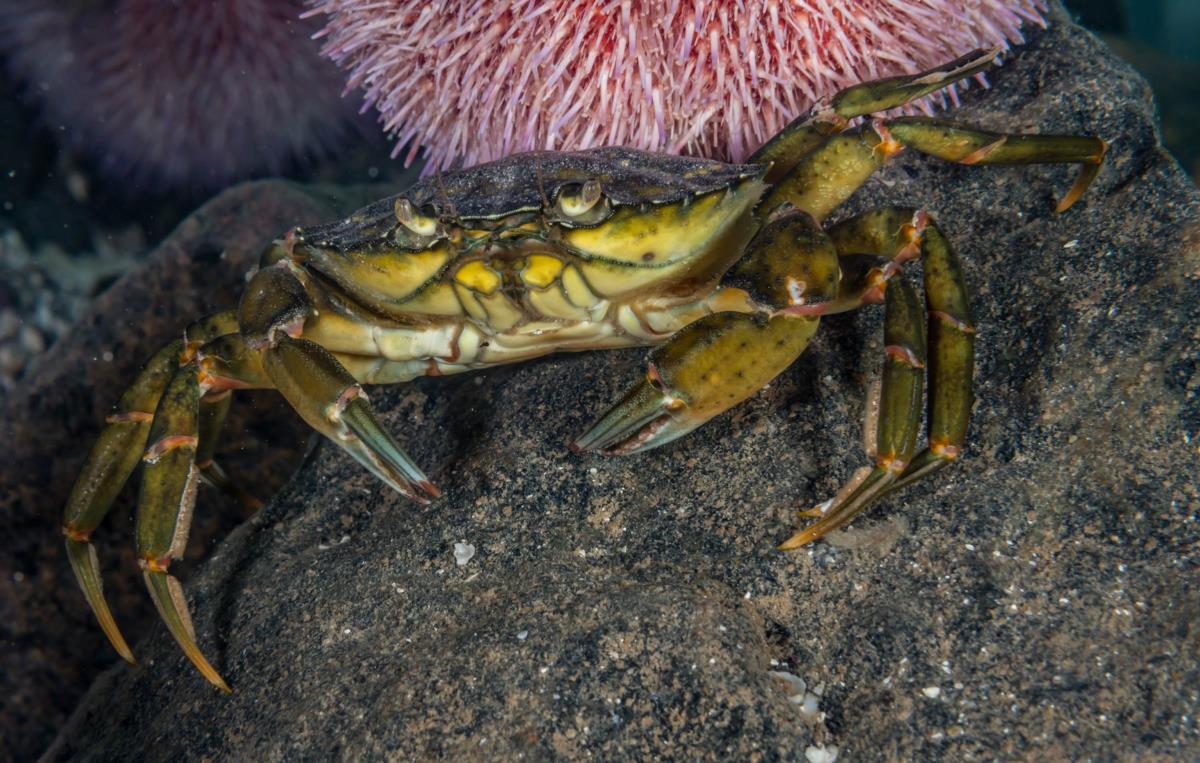 Atlanterhavsparken artsdatabase: Strandkrabbe