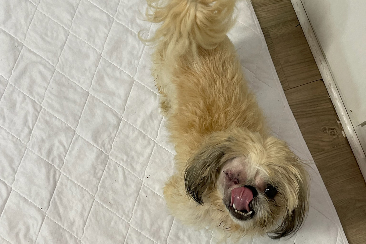 Crossing Paths Animal Rescue Stories | Mr. Fluffy