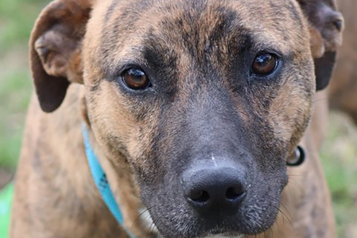 Crossing Paths Animal Rescue | Rescue Stories