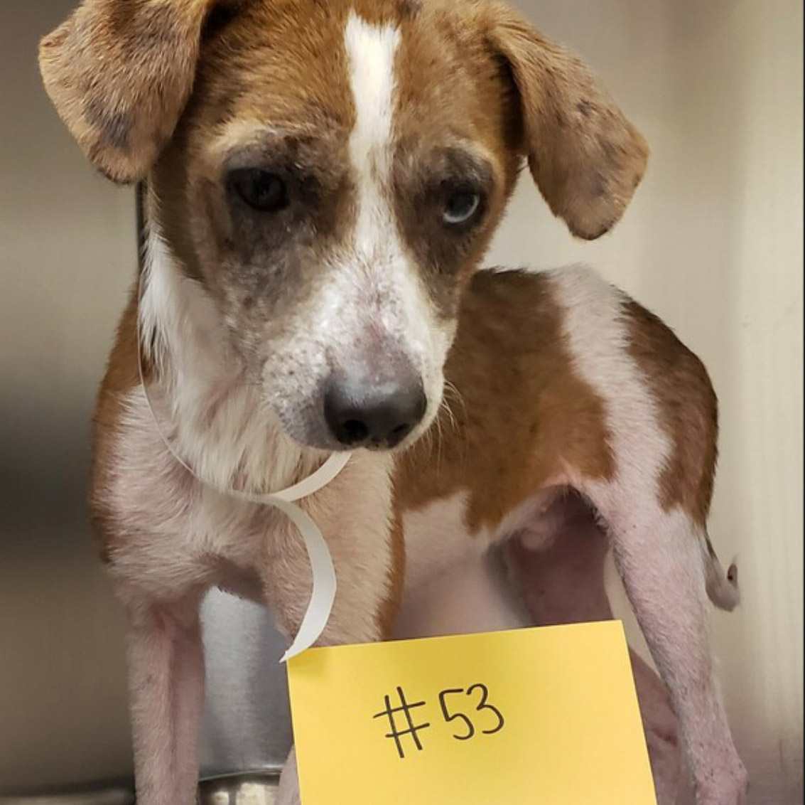 Crossing Paths Animal Rescue Stories | Graham