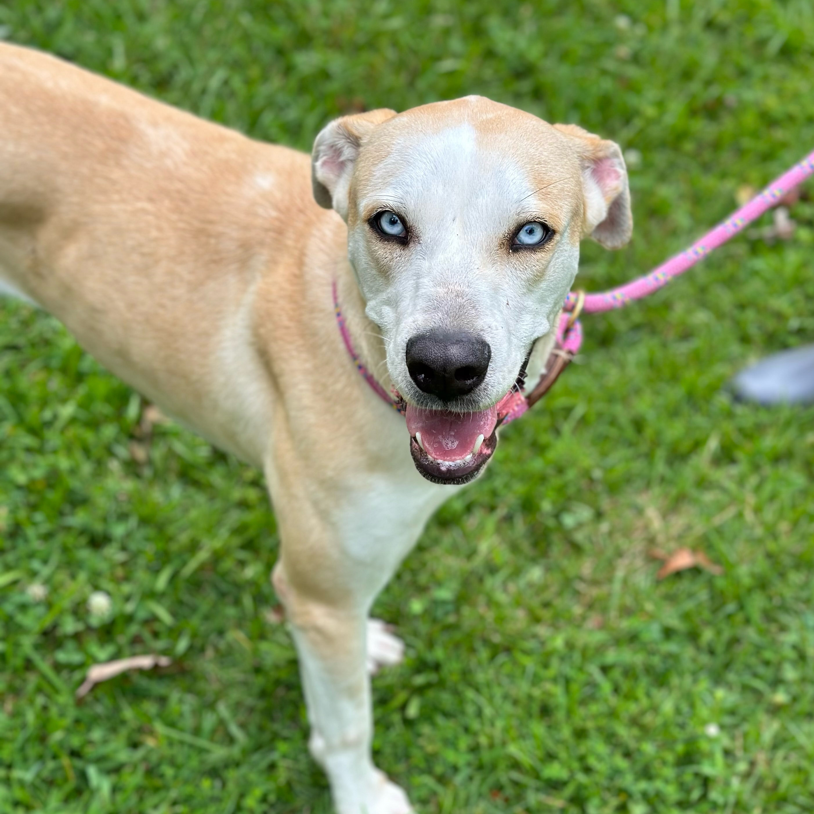 Yellow Lab Whippet Mix