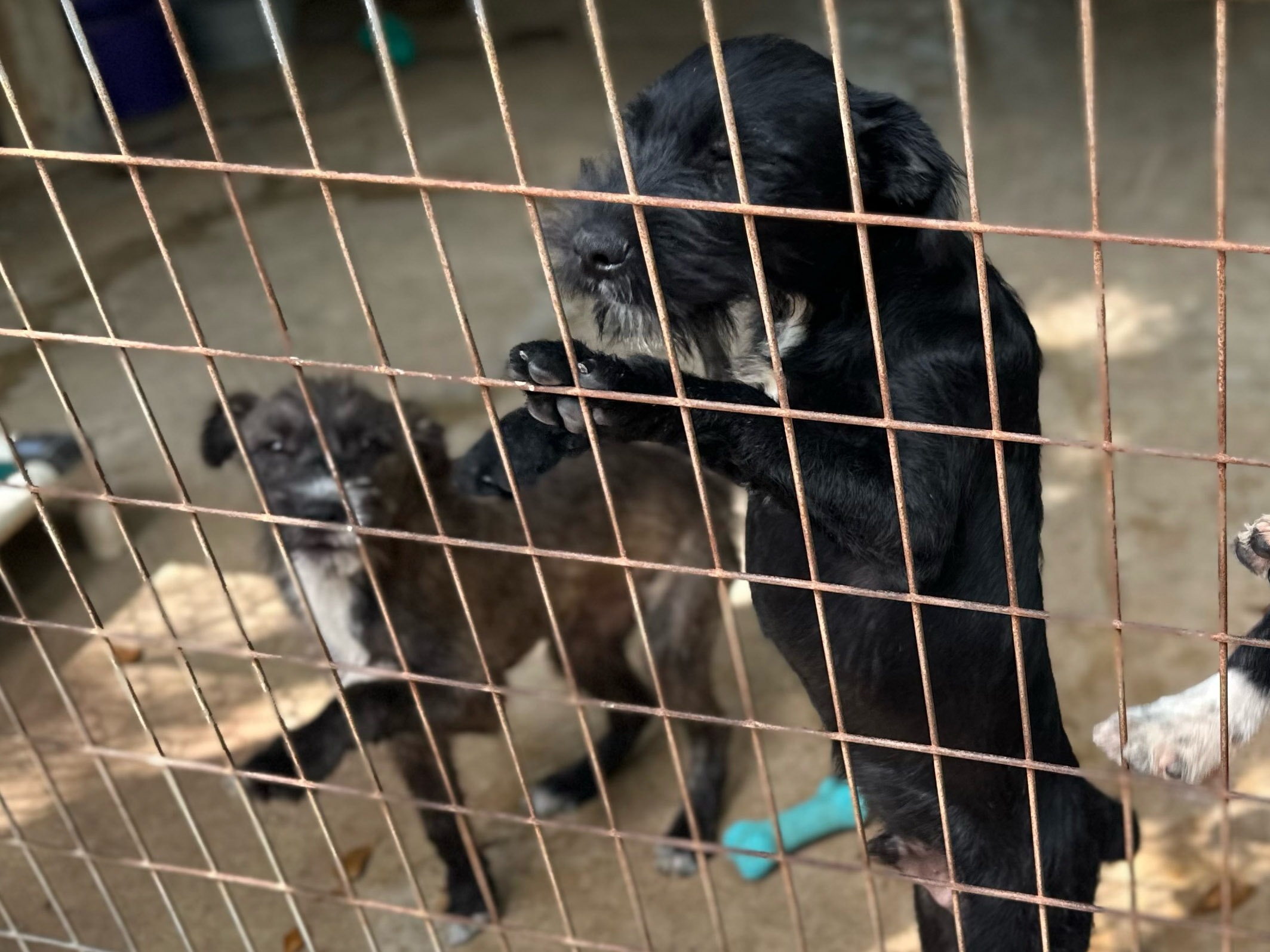 Crossing Paths Animal Rescue Stories | The Bridge Dogs