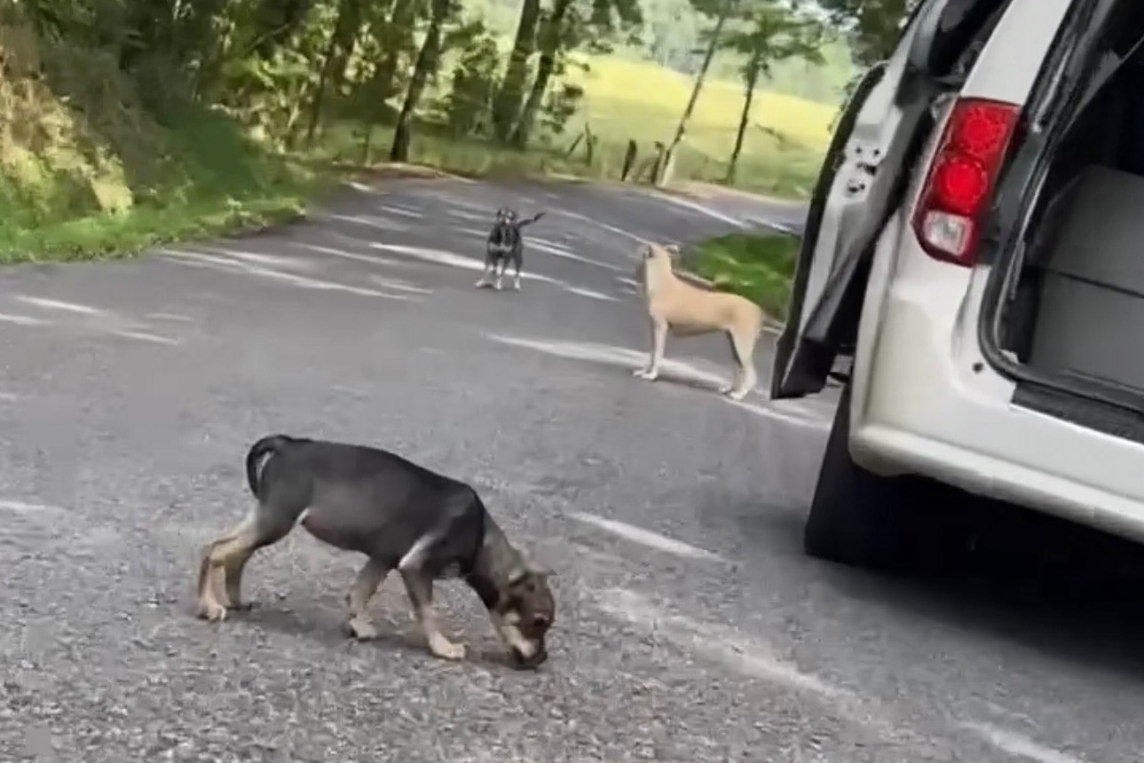 Crossing Paths Animal Rescue Stories | Three Adult Dogs and 9 Puppies ...