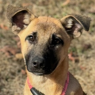 Crossing Paths Animal Rescue | Partners