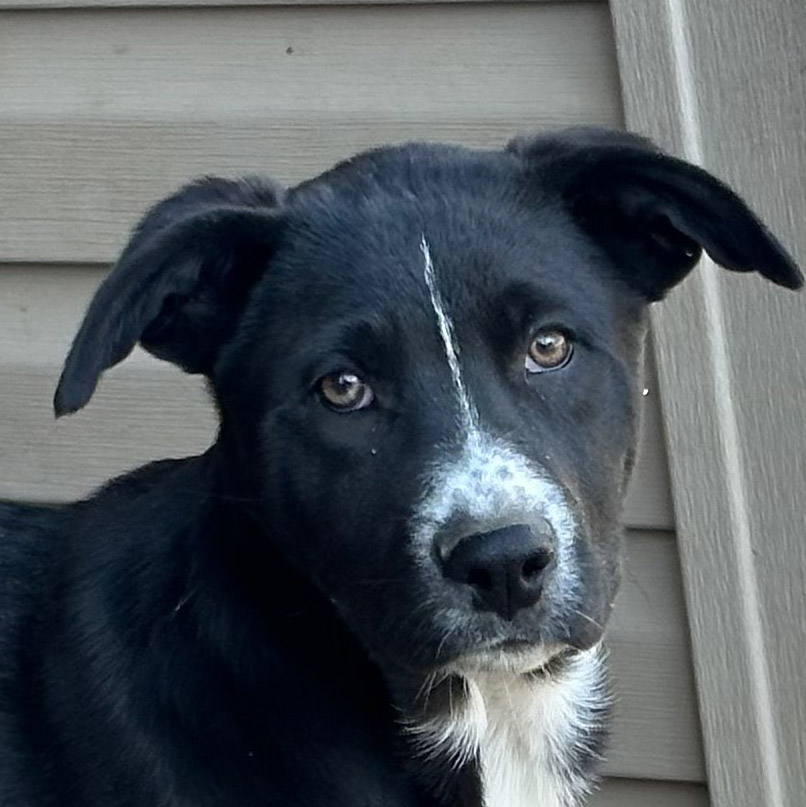 Crossing Paths Animal Rescue | Partners