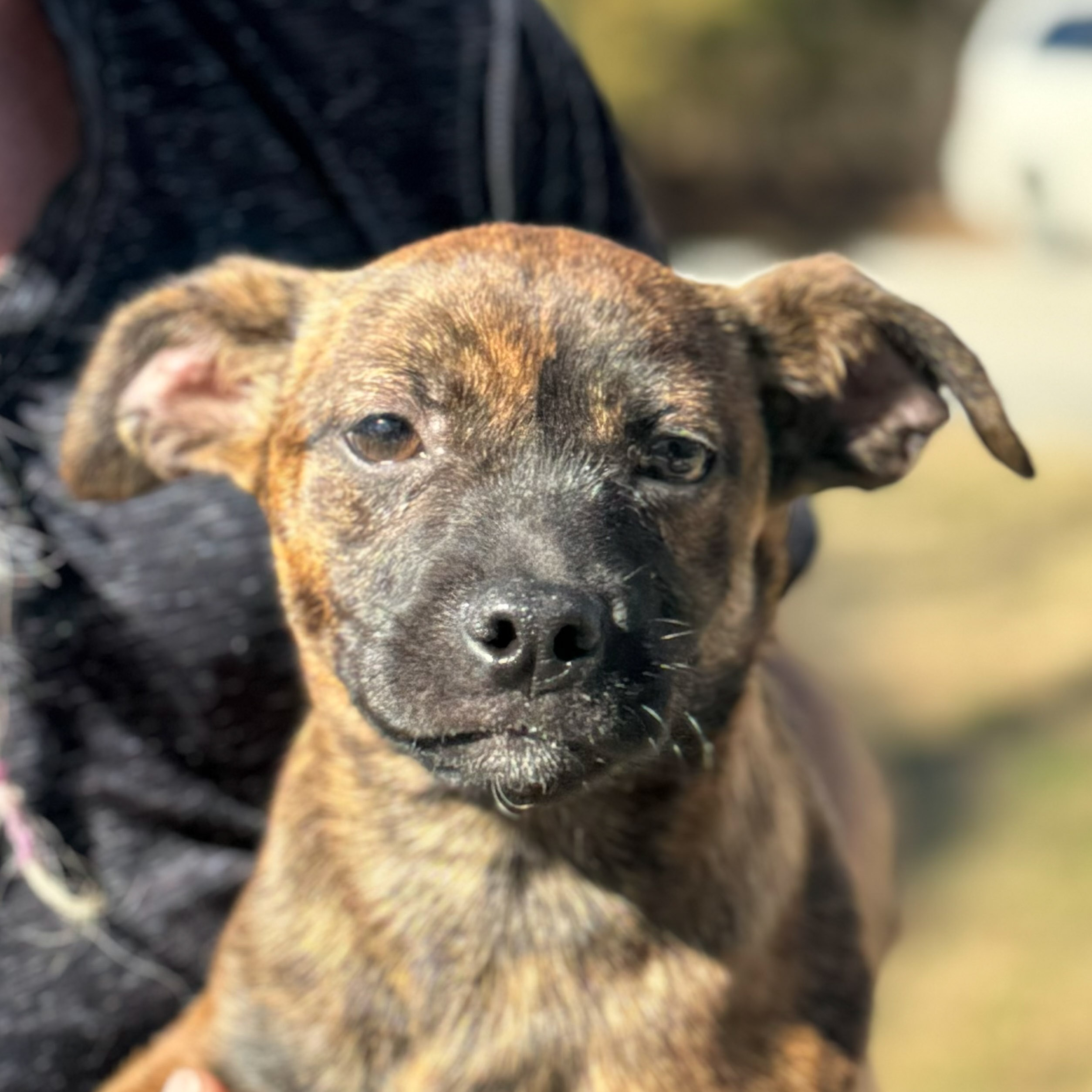 Crossing Paths Animal Rescue