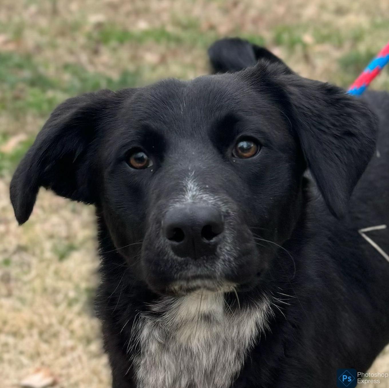 Crossing Paths Animal Rescue | Partners