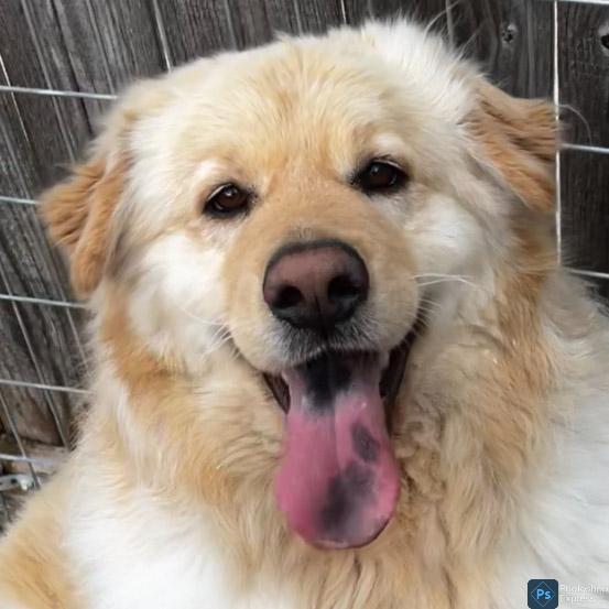 Crossing Paths Animal Rescue | Partners